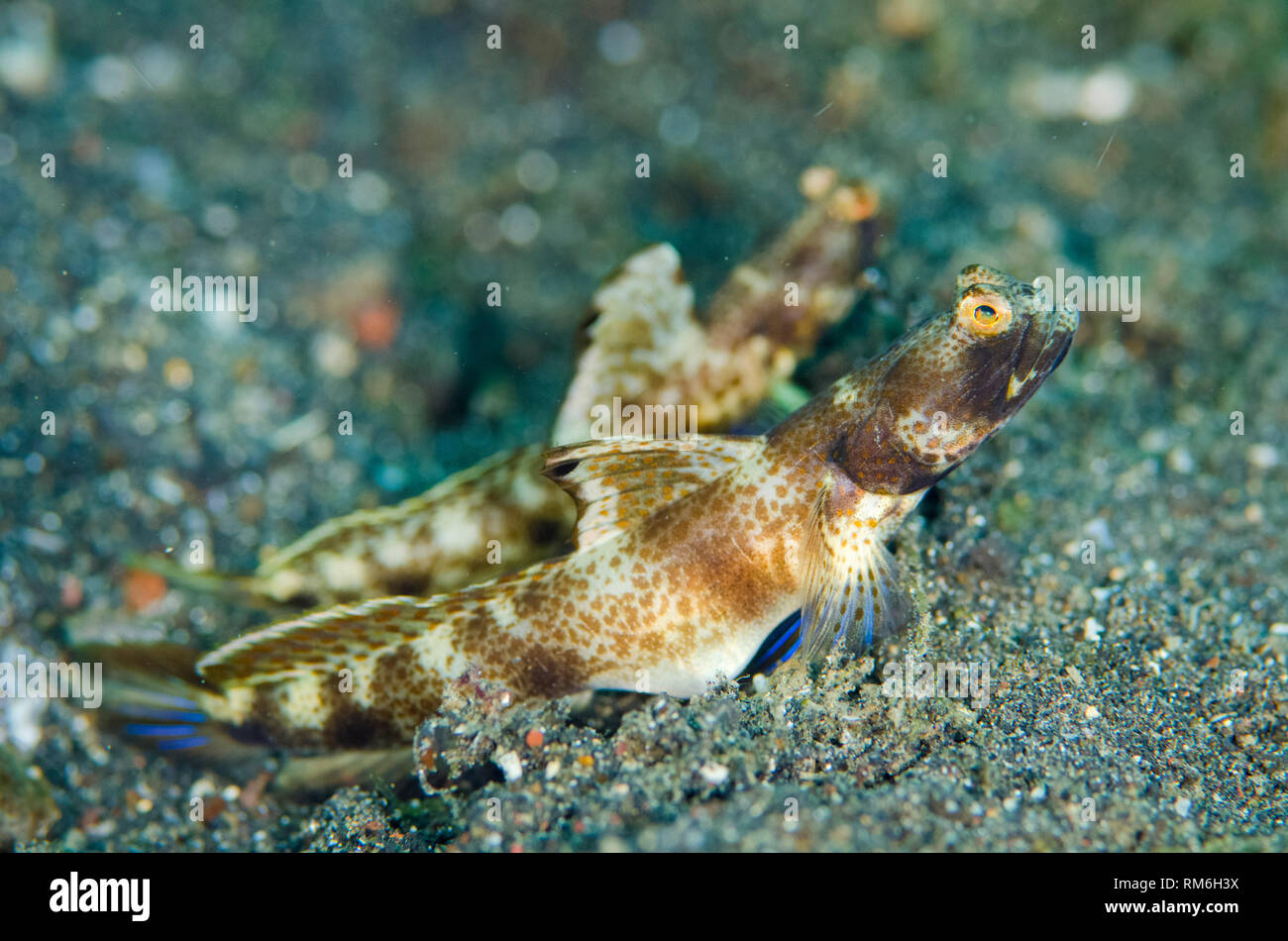 Monster Shrimpgobies, Tomiyamichthys oni, at hole entrance on sand, Aer ...
