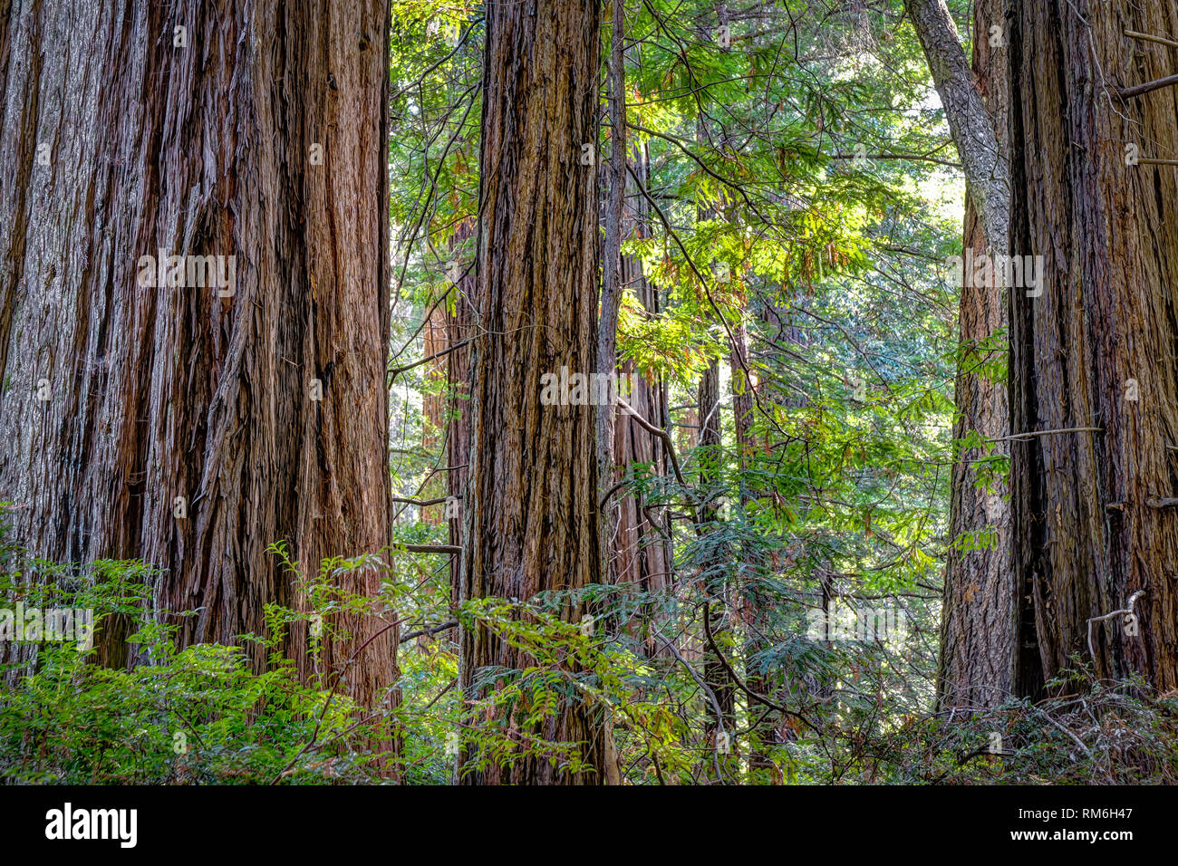 Big basin redwoods state park hi-res stock photography and images - Alamy