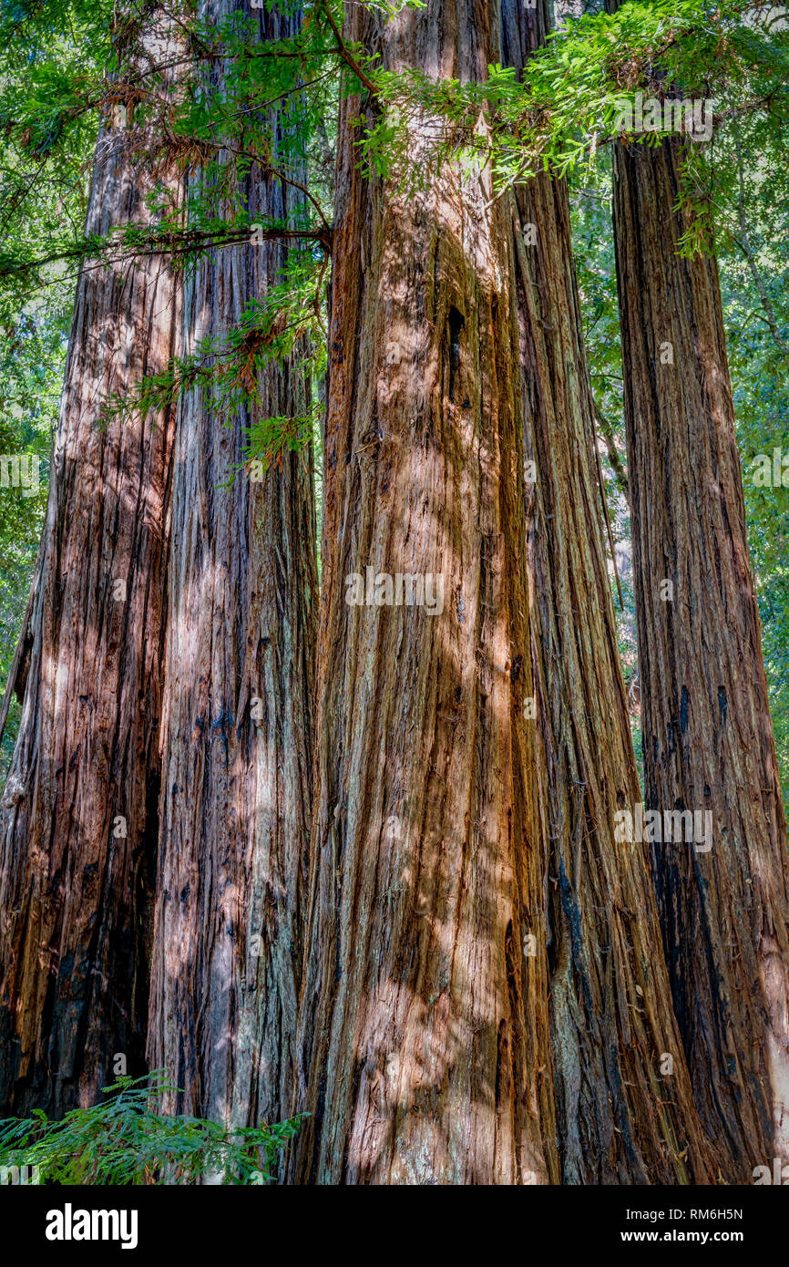 Giant redwood forest at Big Basin State Park, California, USA Stock ...