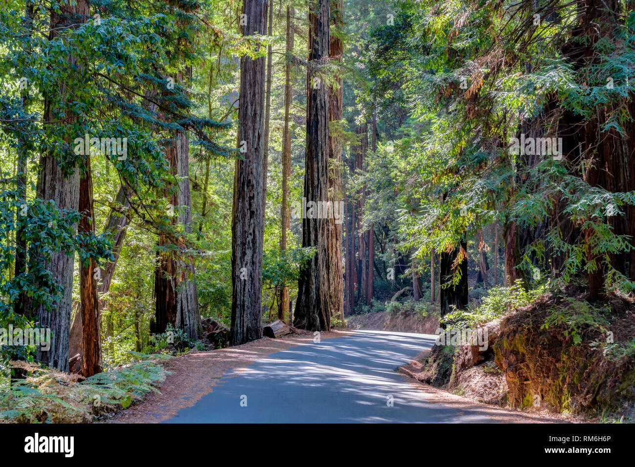 Towering redwood sequoia trees at, Big Basin Redwoods State Park Stock ...