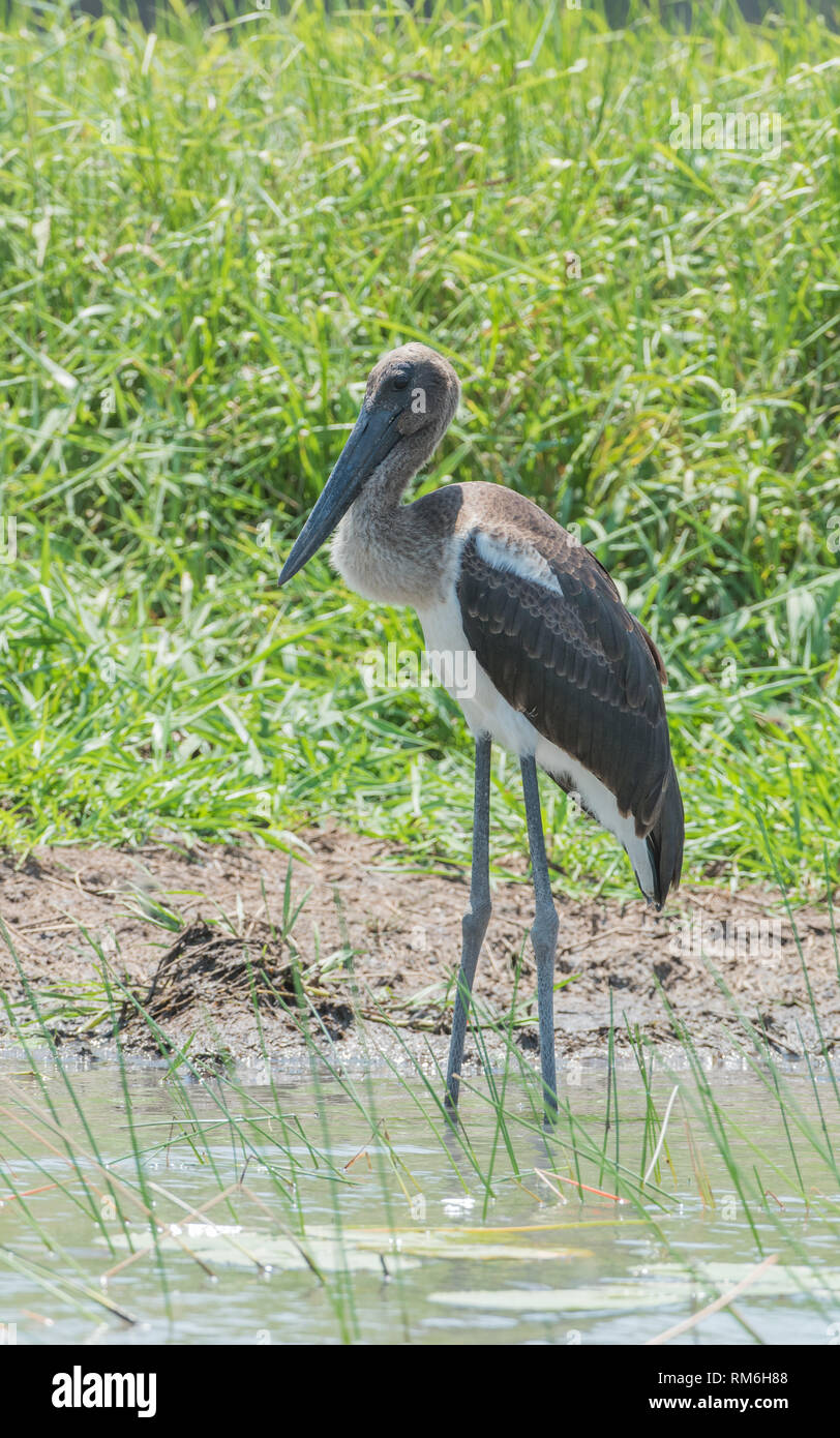 Young black-neck stork, Jabiru, wading by the native wetland grasses at ...