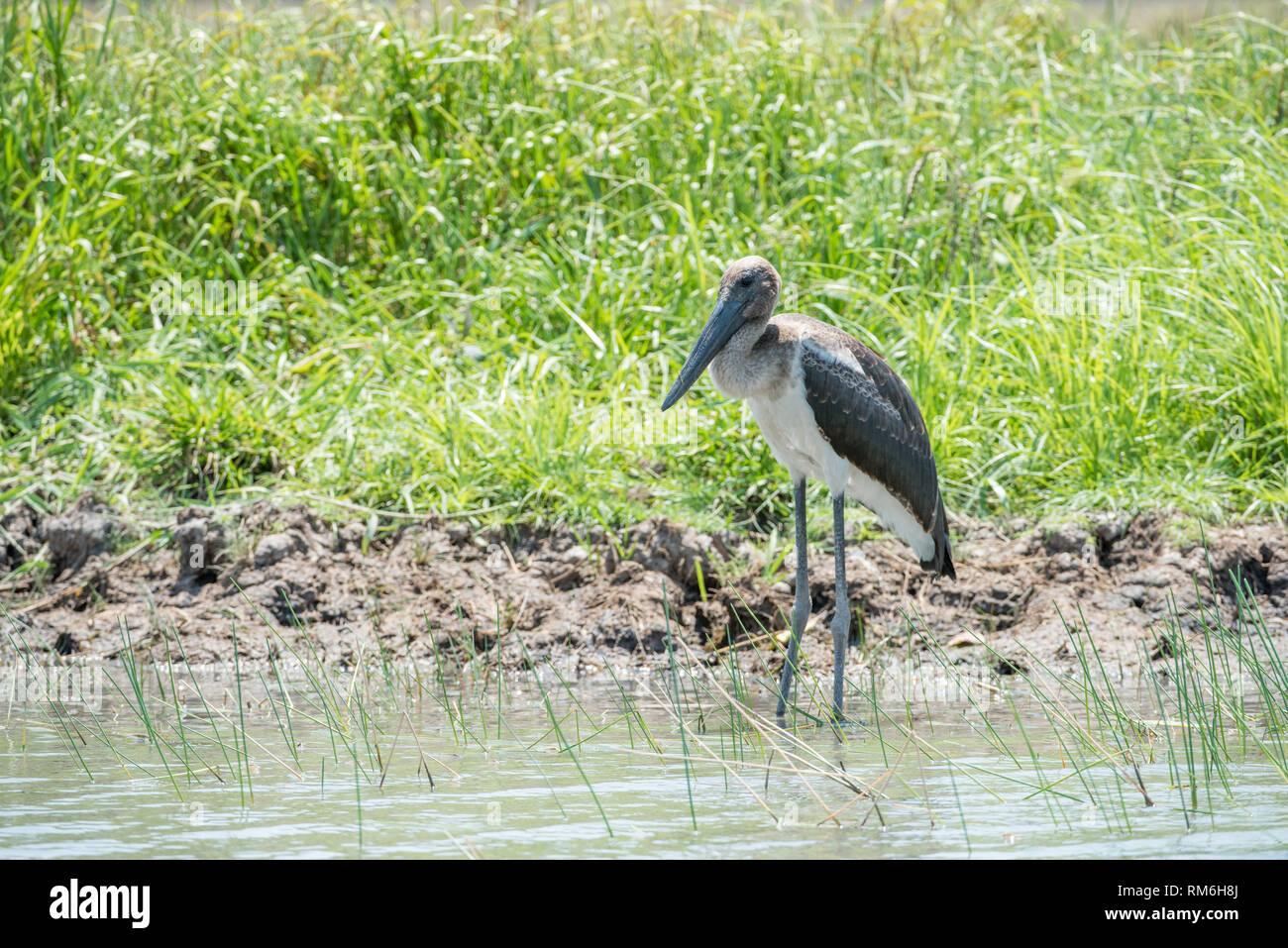 Young black-neck stork, Jabiru, wading by the native wetland grasses at ...