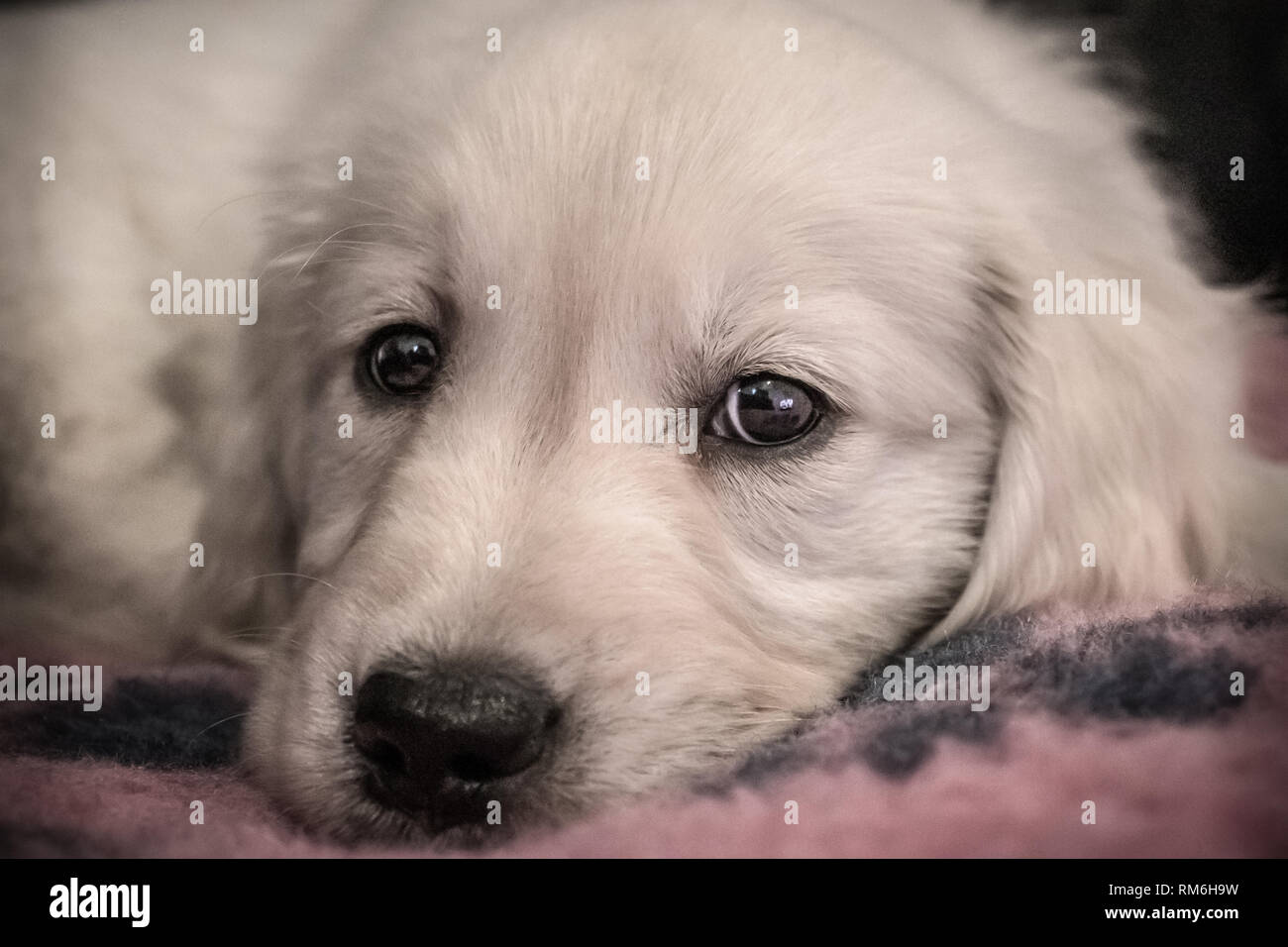 Sad Puppy Dog Eyes Golden Retriever