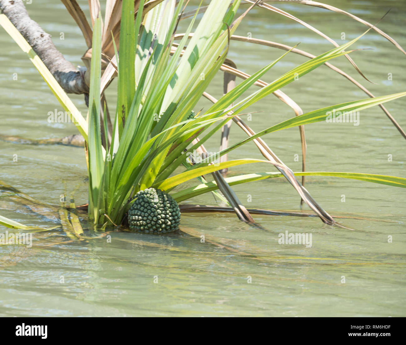 Native plant growing wild at the Corroboree Billabong in the Northern ...