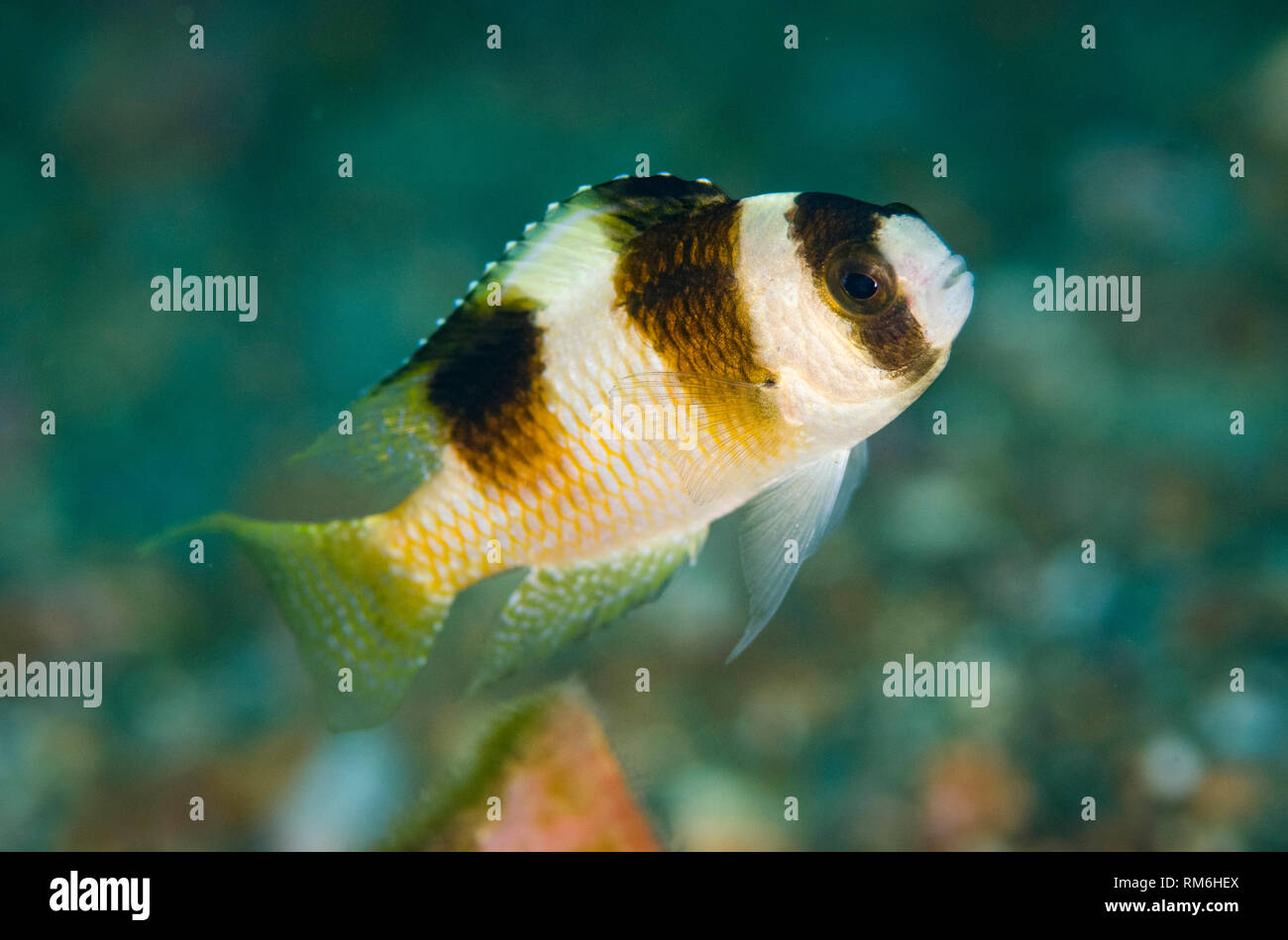 Black-banded Damselfish, Amblypomacentrus breviceps, Pantai Parigi dive ...