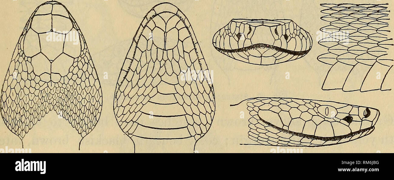 Constricted eye hi-res stock photography and images - Alamy