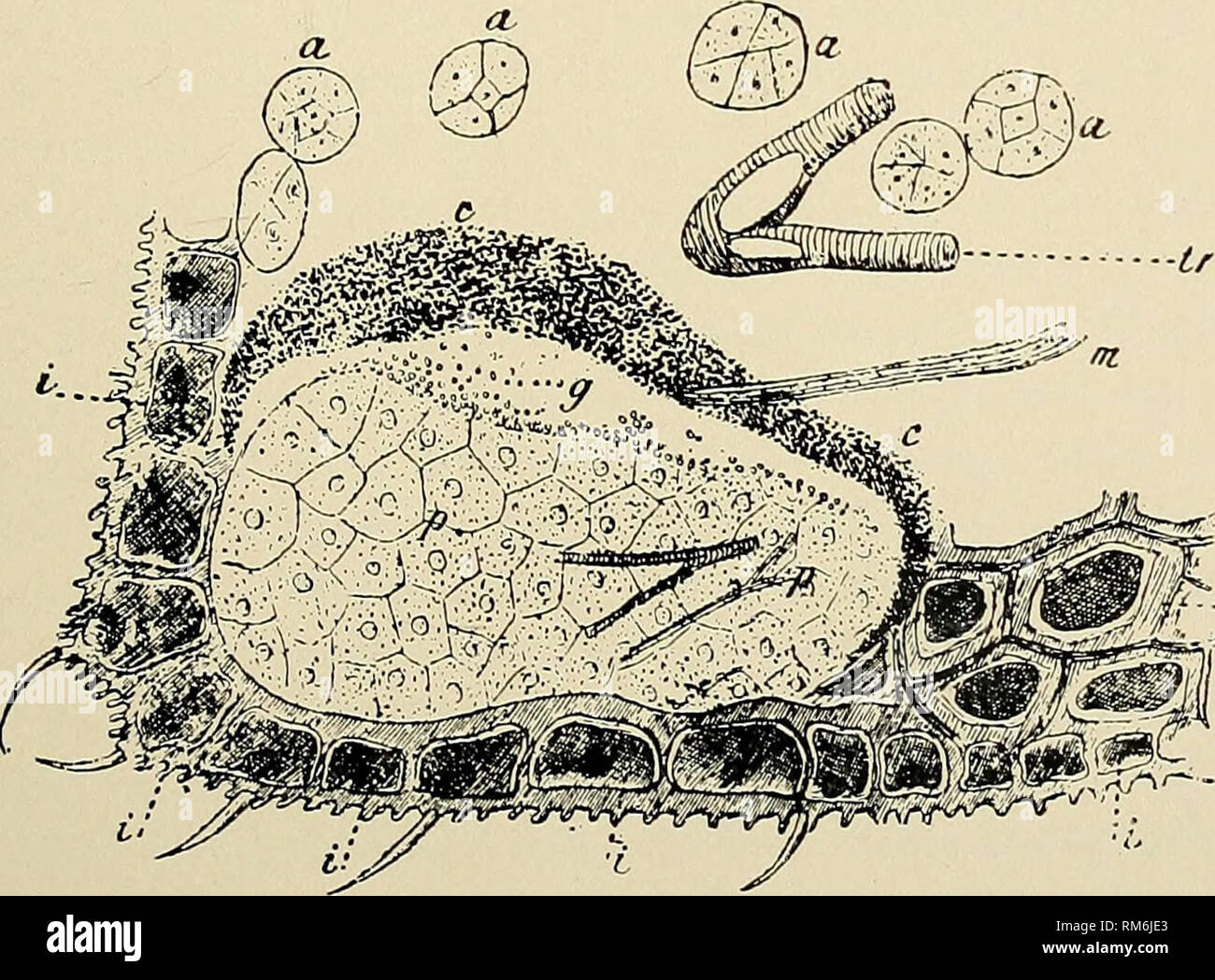 . Annual report of the Board of Regents of the Smithsonian Institution ...