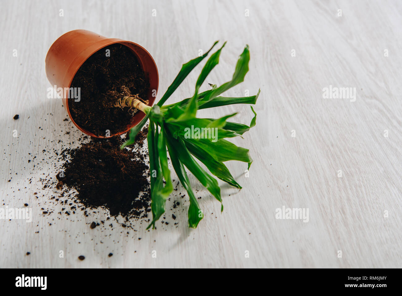 Fallen green leaves indoors plant hi-res stock photography and images ...