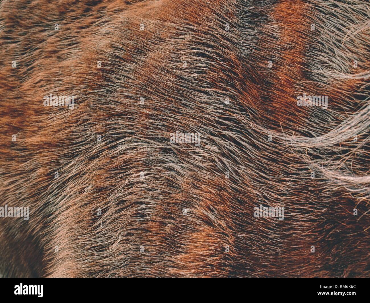 Horse fur hi-res stock photography and images - Alamy
