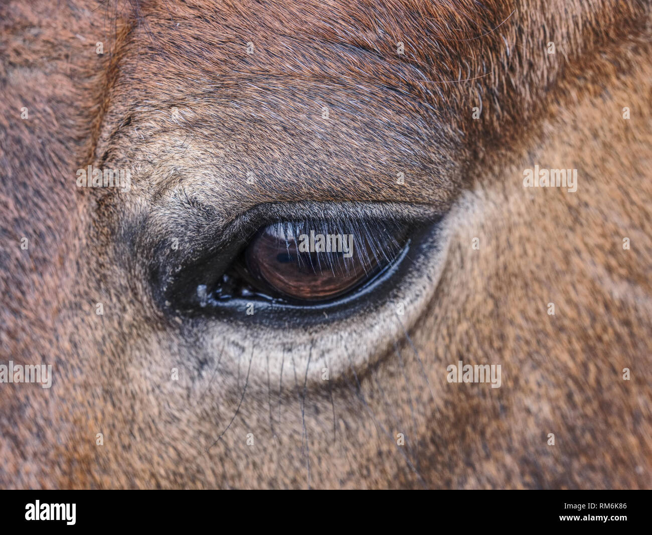 Winter fur skins of horse. Pony hair detail on body of real animal ...