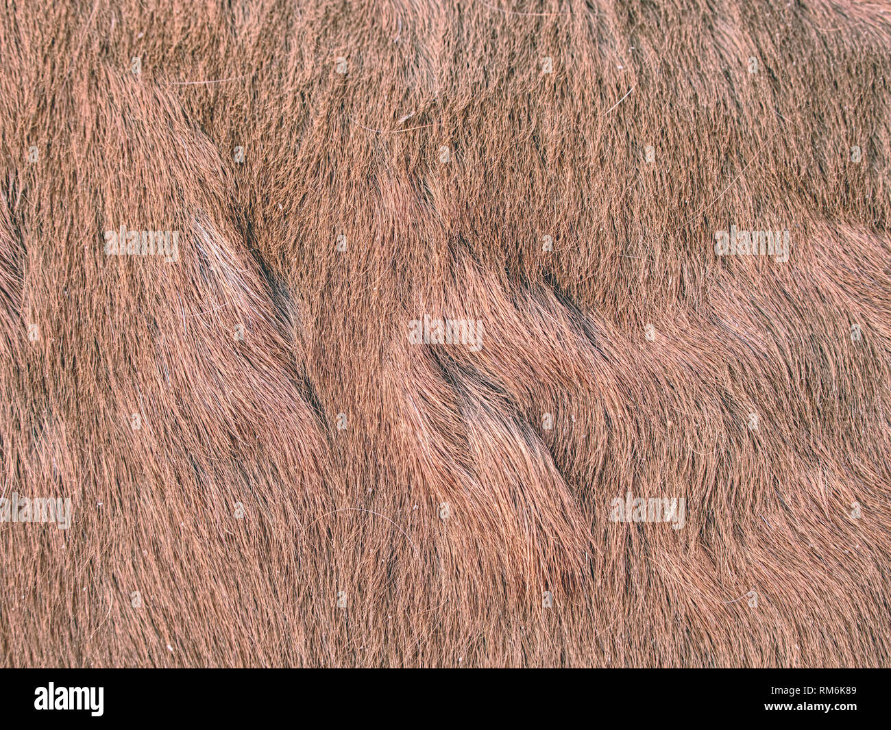 Winter fur skins of horse. Pony hair detail on body of real animal ...