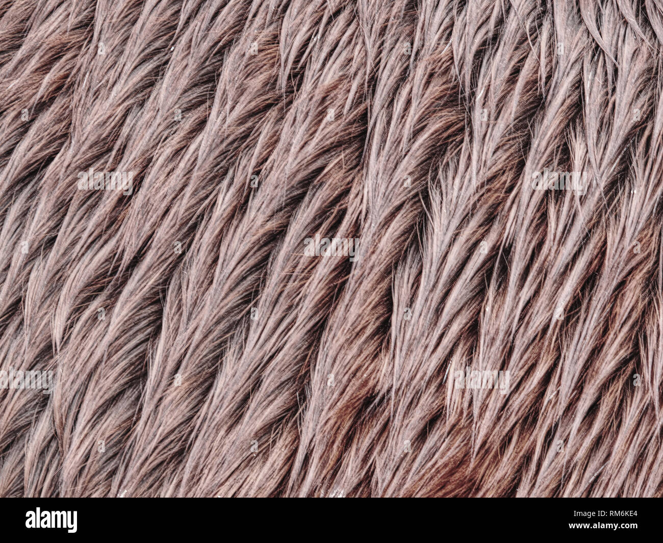 Caring for horse in the winter, warm thick fur on horse body with right ...