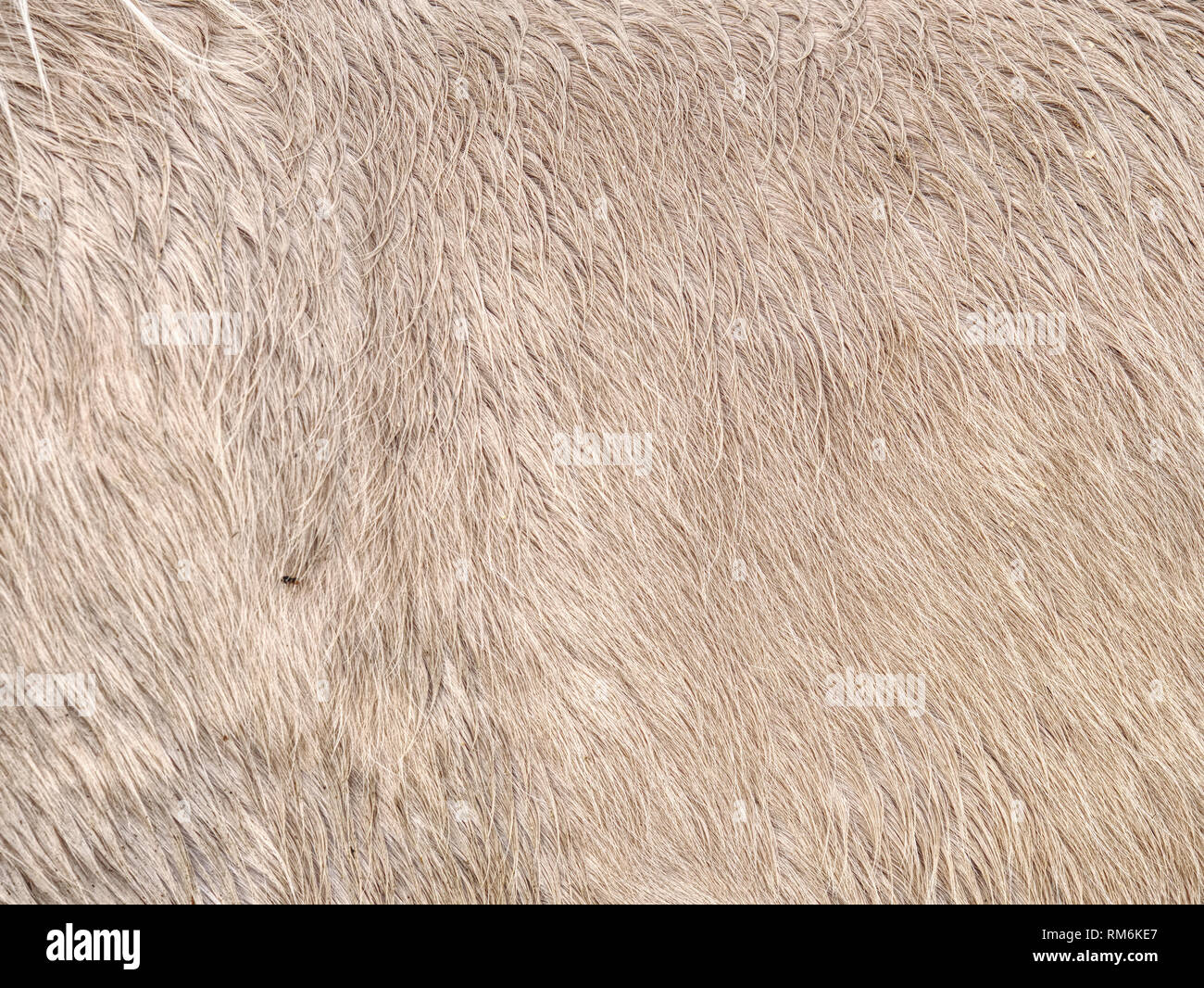 Caring for horse in the winter, warm thick fur on horse body with right ...