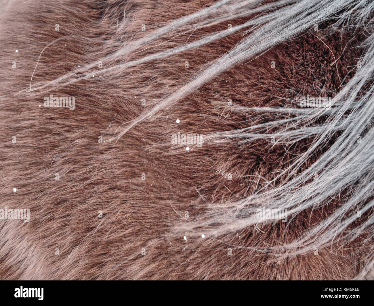 Skin condition horse hi-res stock photography and images - Alamy