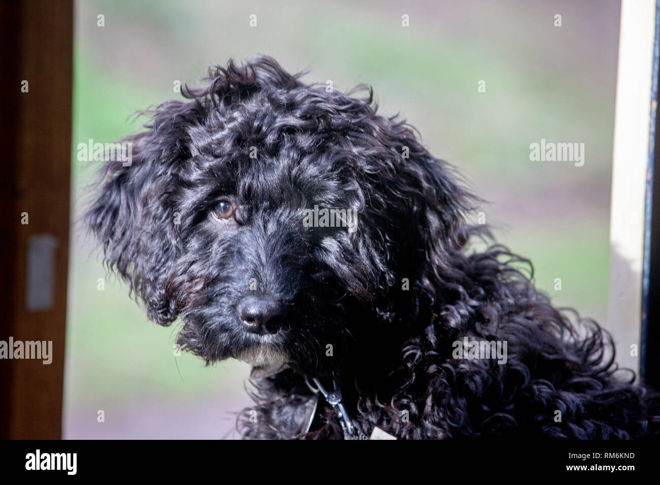 Cockapoo puppy hi-res stock photography and images - Alamy