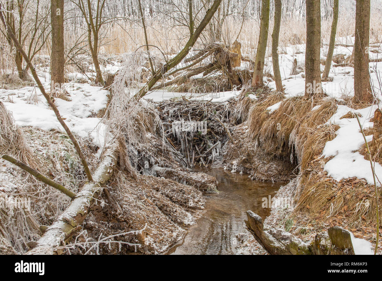 Beavers built dam hi-res stock photography and images - Alamy