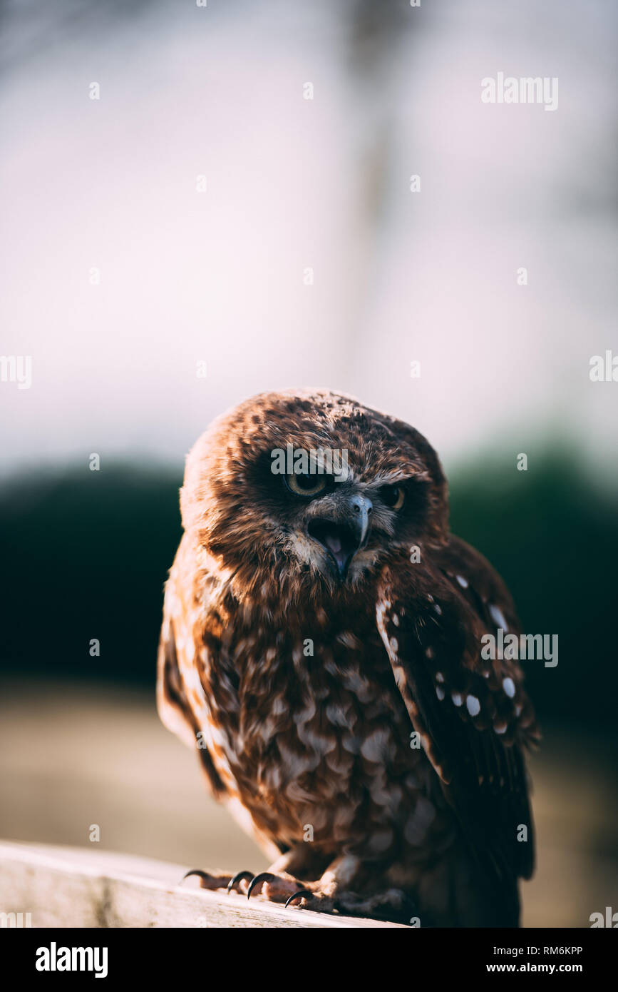 Golden eagle uk tree hi-res stock photography and images - Alamy