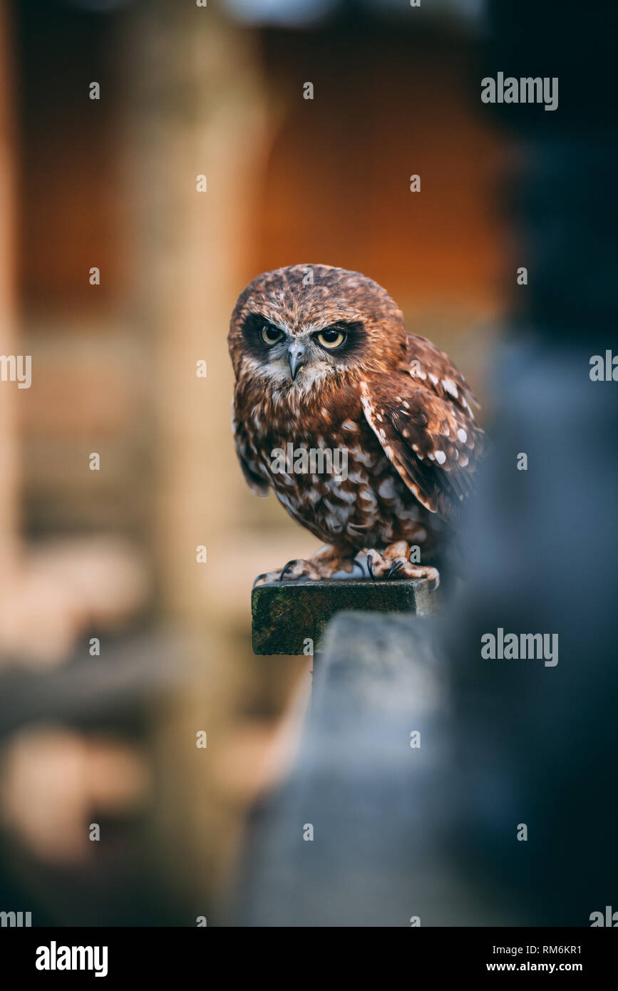 Golden eagle uk tree hi-res stock photography and images - Alamy