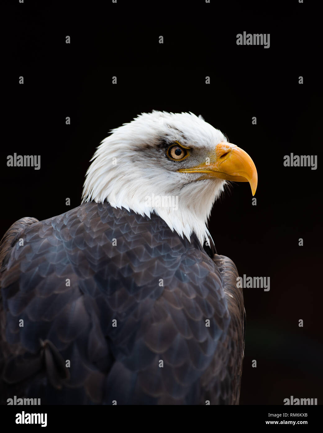 Close up sea hawk hi-res stock photography and images - Alamy