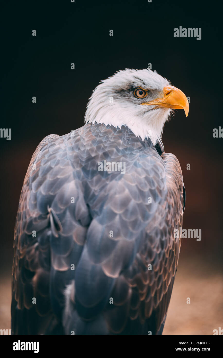 Close up sea hawk hi-res stock photography and images - Alamy