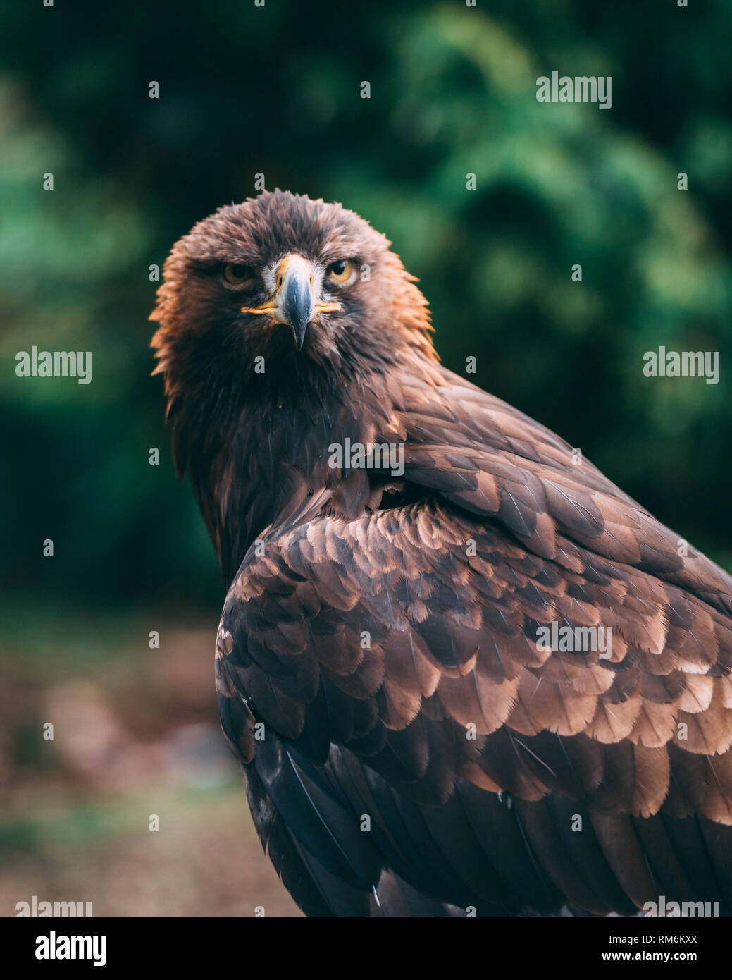 Golden eagle uk tree hi-res stock photography and images - Alamy