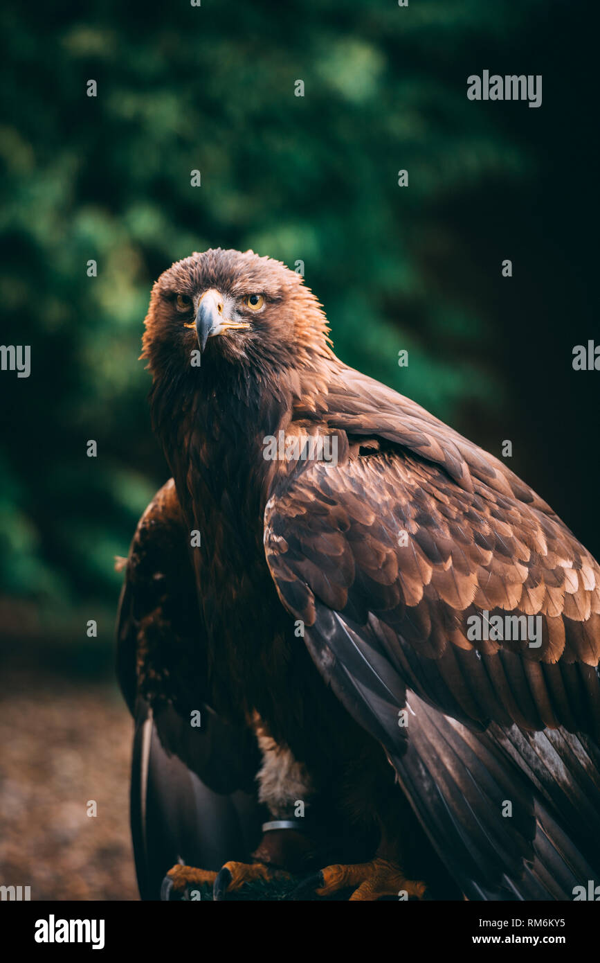 Close up sea hawk hi-res stock photography and images - Alamy