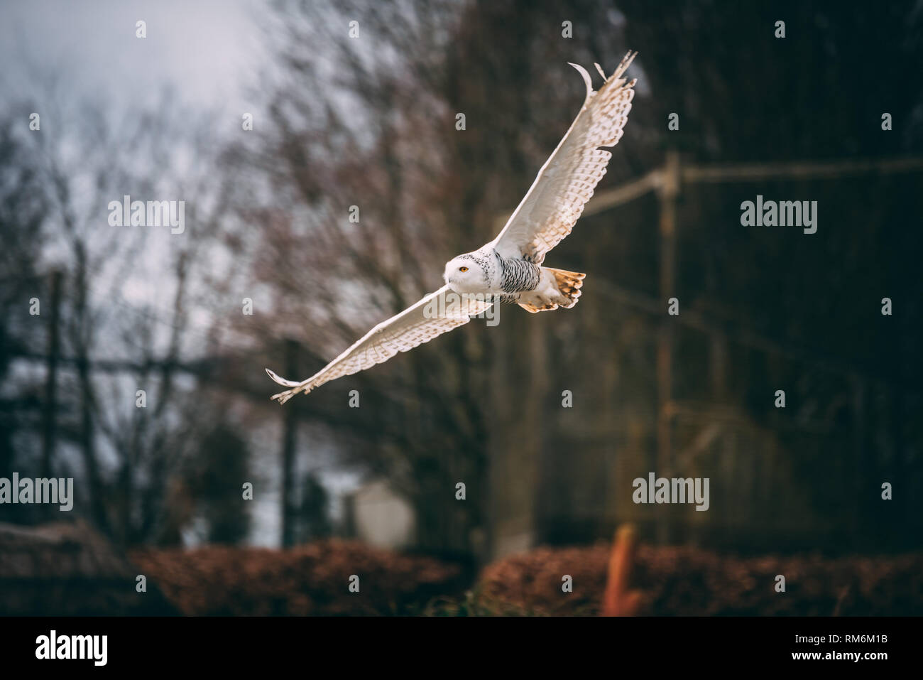 Golden eagle uk tree hi-res stock photography and images - Alamy
