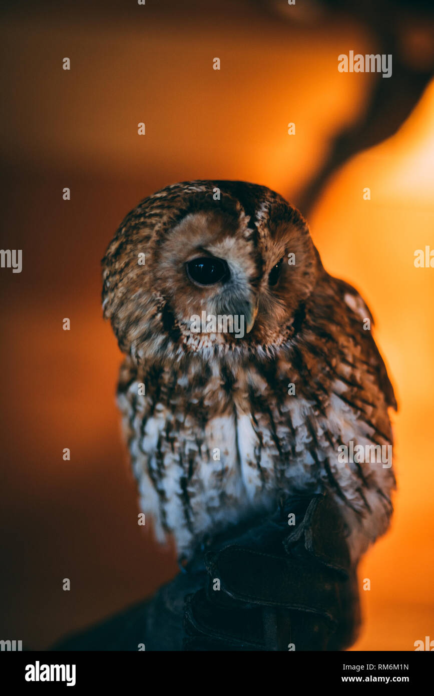 Hawk flying grass hi-res stock photography and images - Alamy