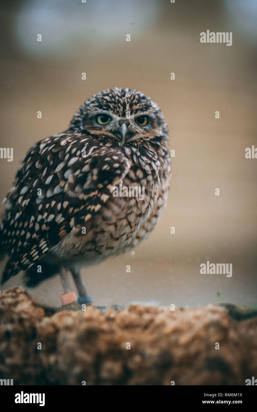 Golden eagle uk tree hi-res stock photography and images - Alamy