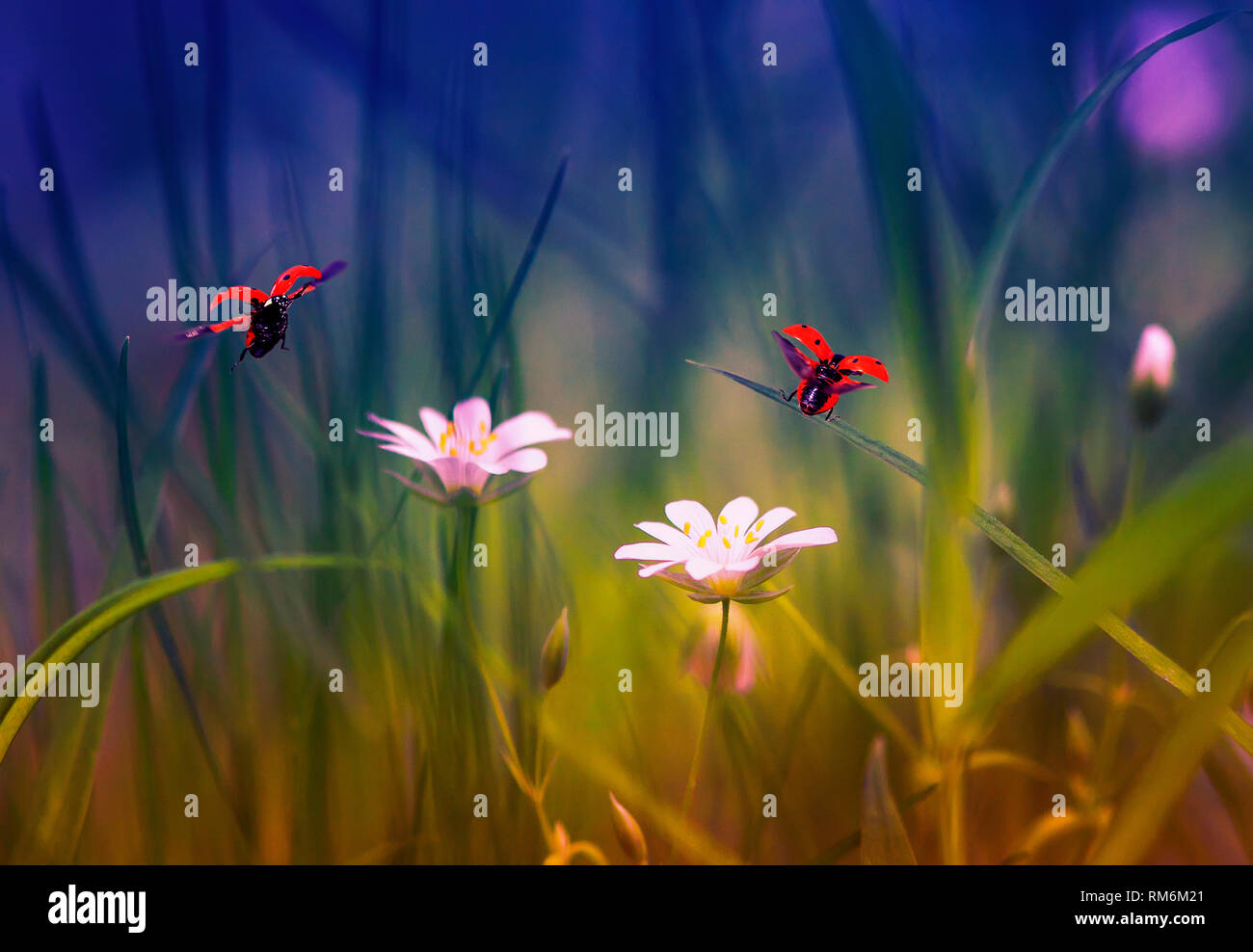 two little red ladybugs take off from meadow tender flowers in spring ...