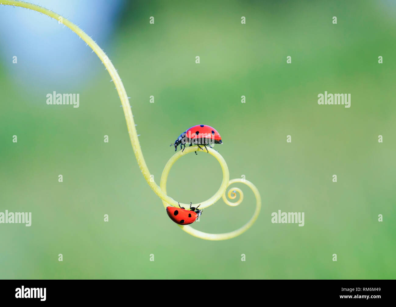 two red ladybugs crawling one after another on the green grass curved ...