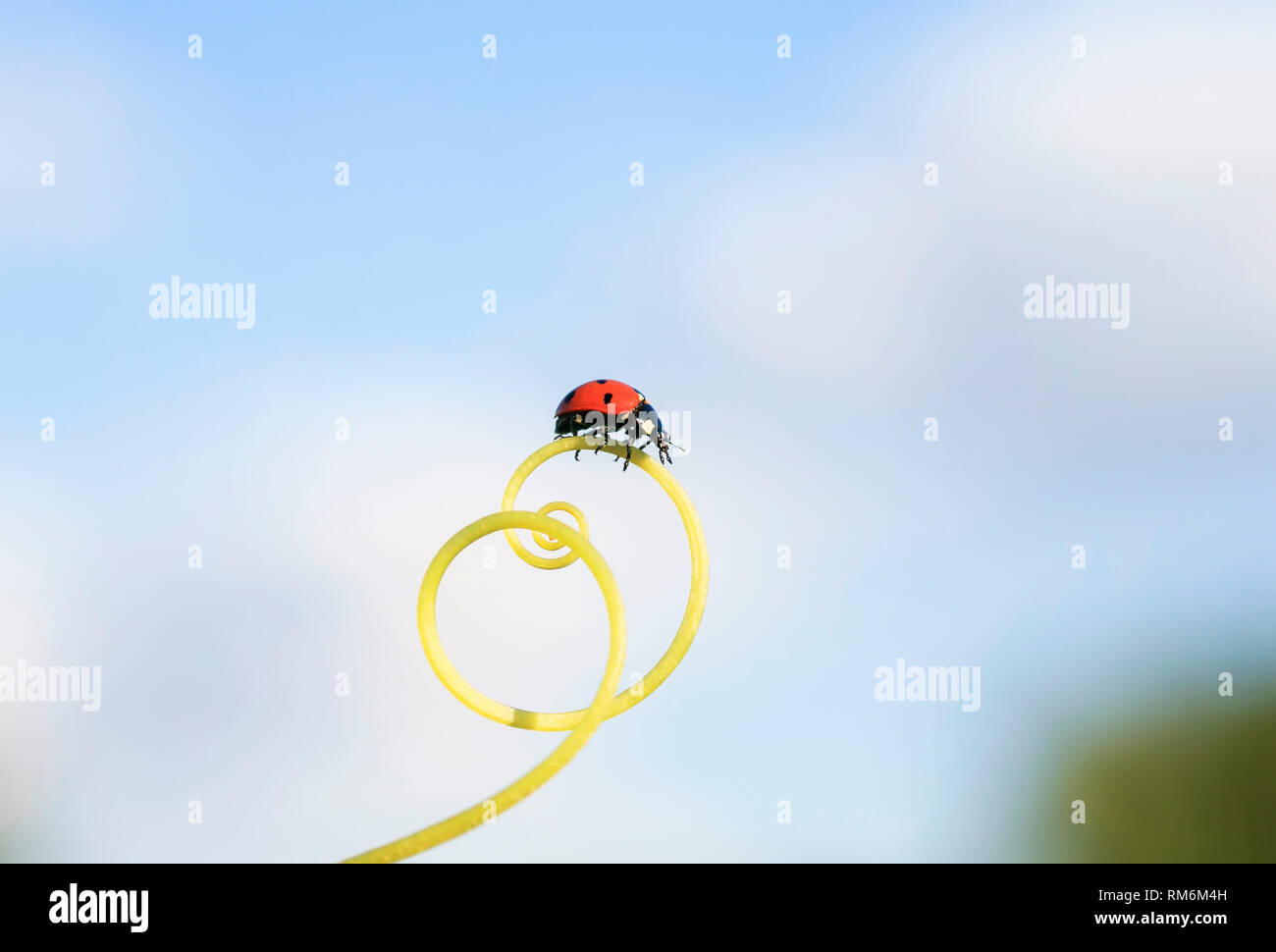 Ladybug grass spiral hi-res stock photography and images - Alamy