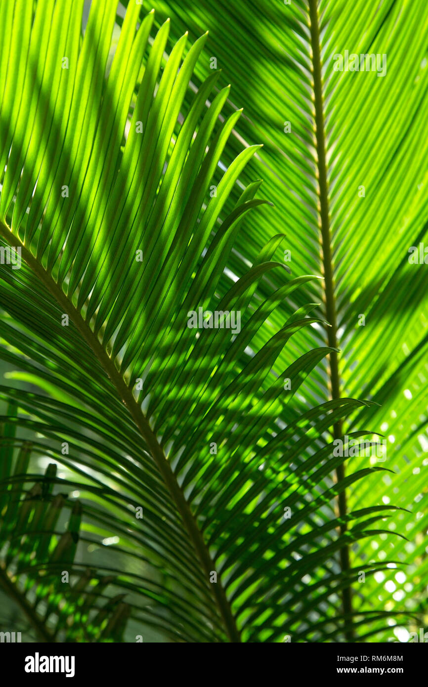 Green palm tree branch Stock Photo - Alamy