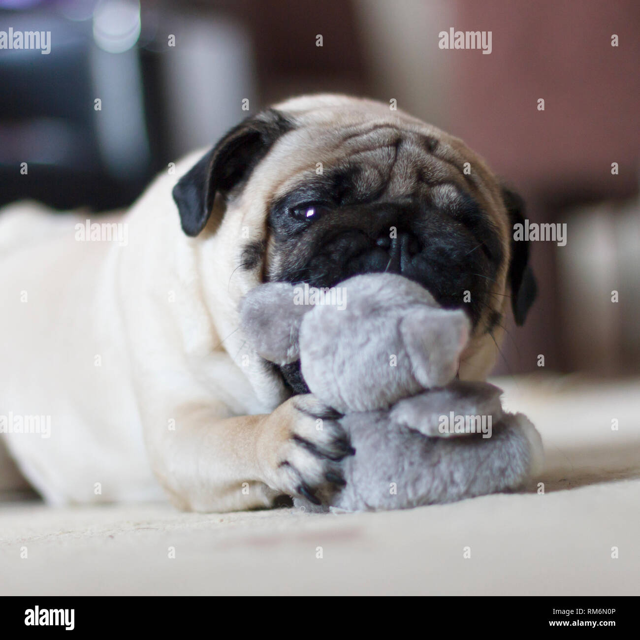 Funny pug dog playing with a plush toy mouse Stock Photo - Alamy