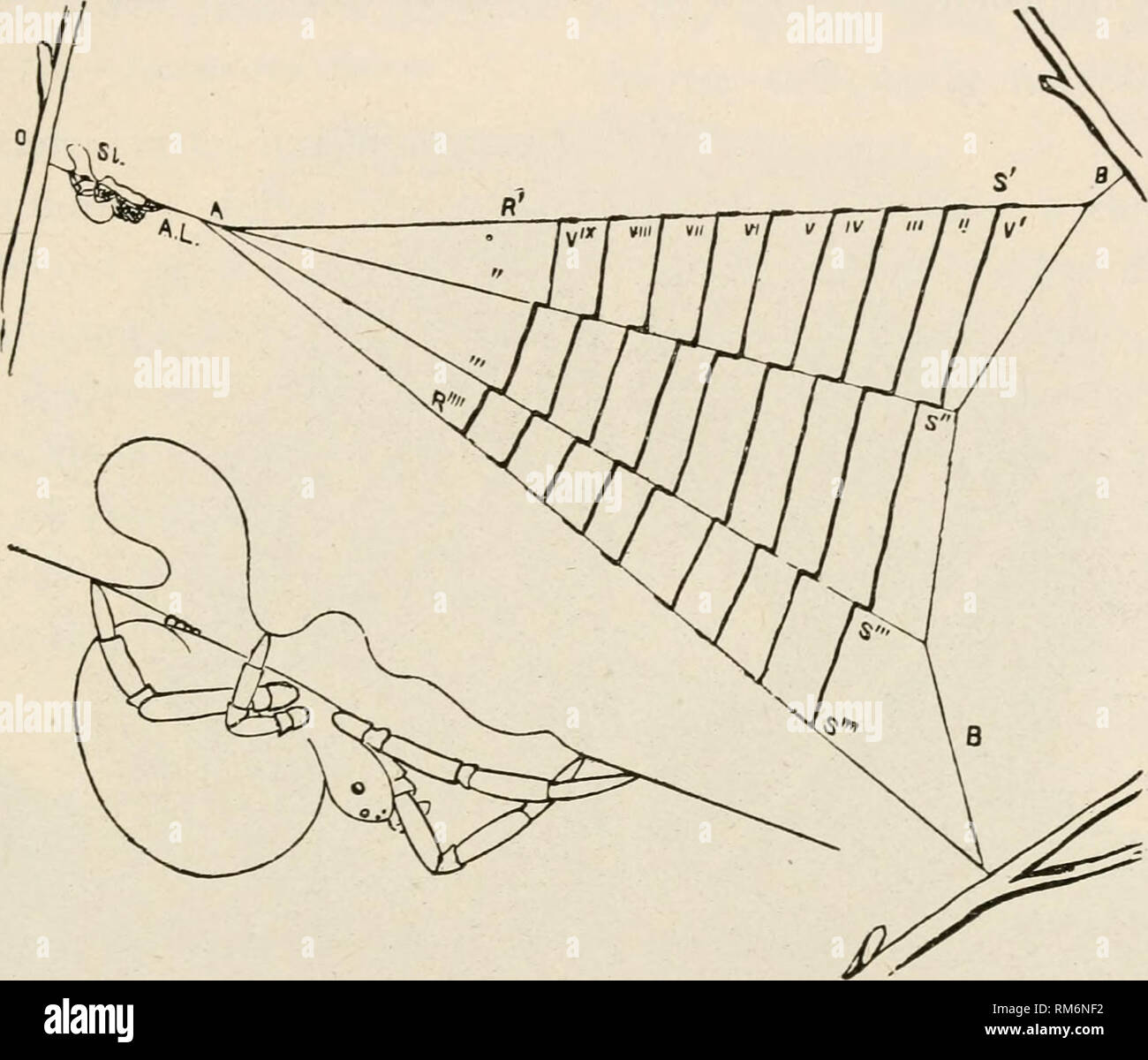 Entangled legs hi-res stock photography and images - Alamy