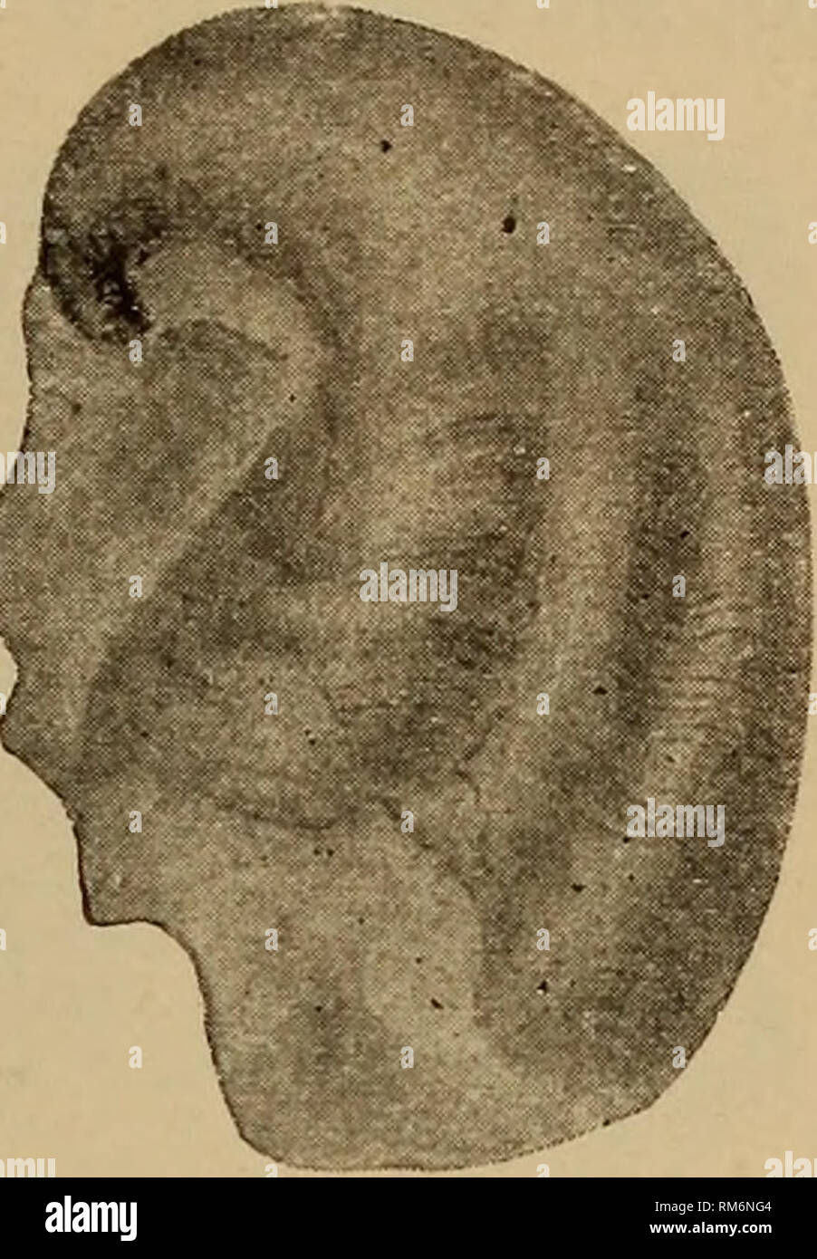 Involute surface hi-res stock photography and images - Alamy