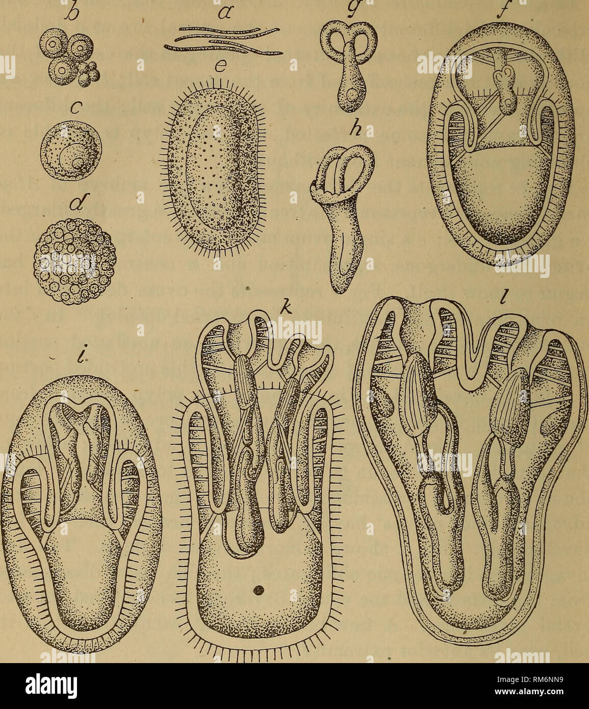 4 cell stage embryo hi-res stock photography and images - Alamy