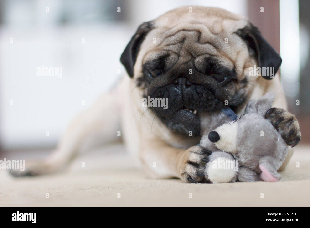 Funny pug dog playing with a plush toy mouse Stock Photo - Alamy