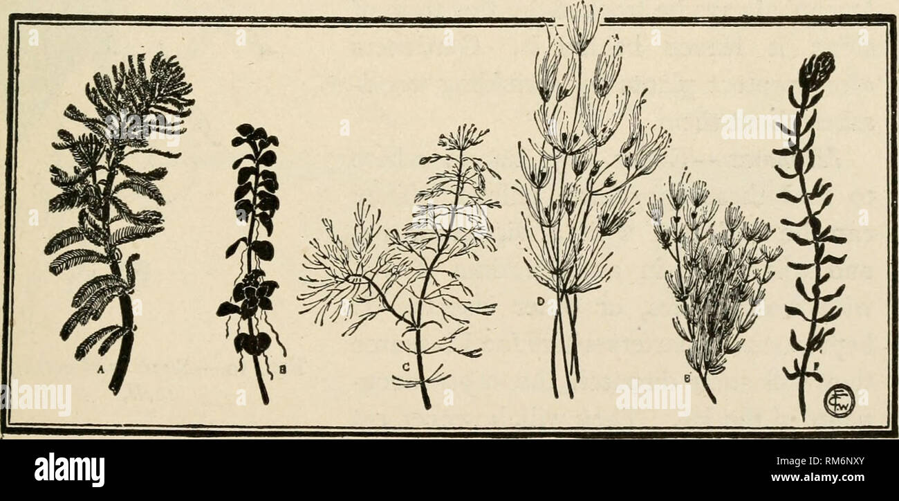 . Annual report of the Agricultural Experiment Station. Cornell ...