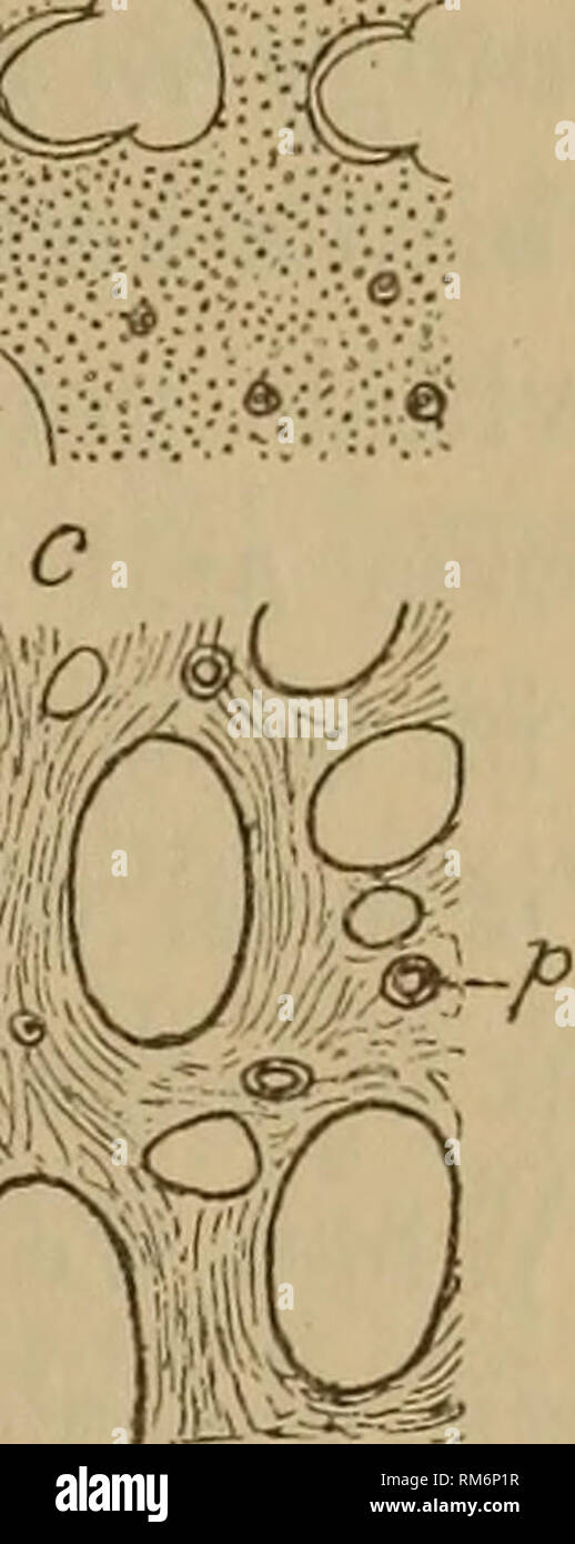 Ceriopora hi-res stock photography and images - Alamy