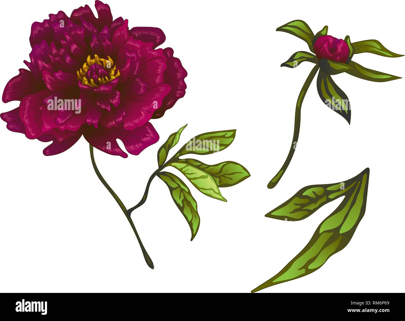 Peonies Stock Vector Images - Alamy