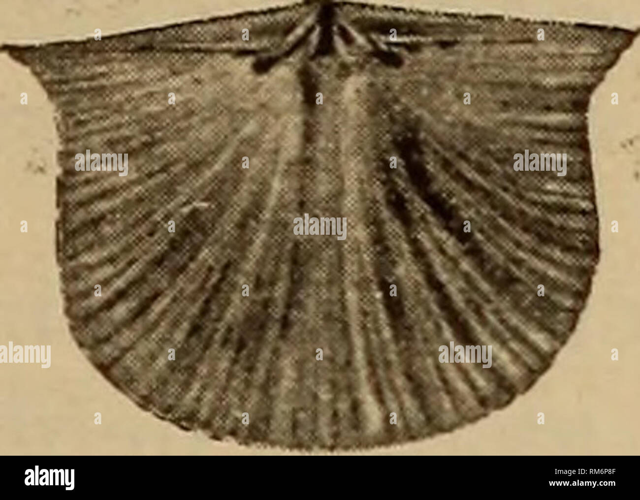 Semi plano hi-res stock photography and images - Alamy