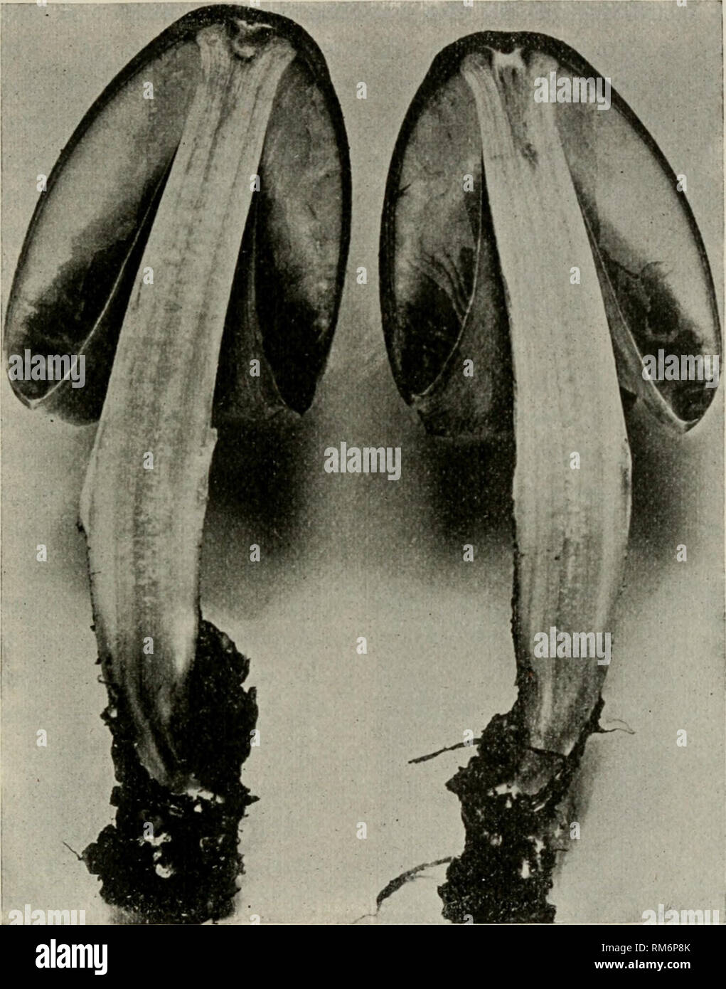 . Annual report of the Agricultural Experiment Station. Cornell ...