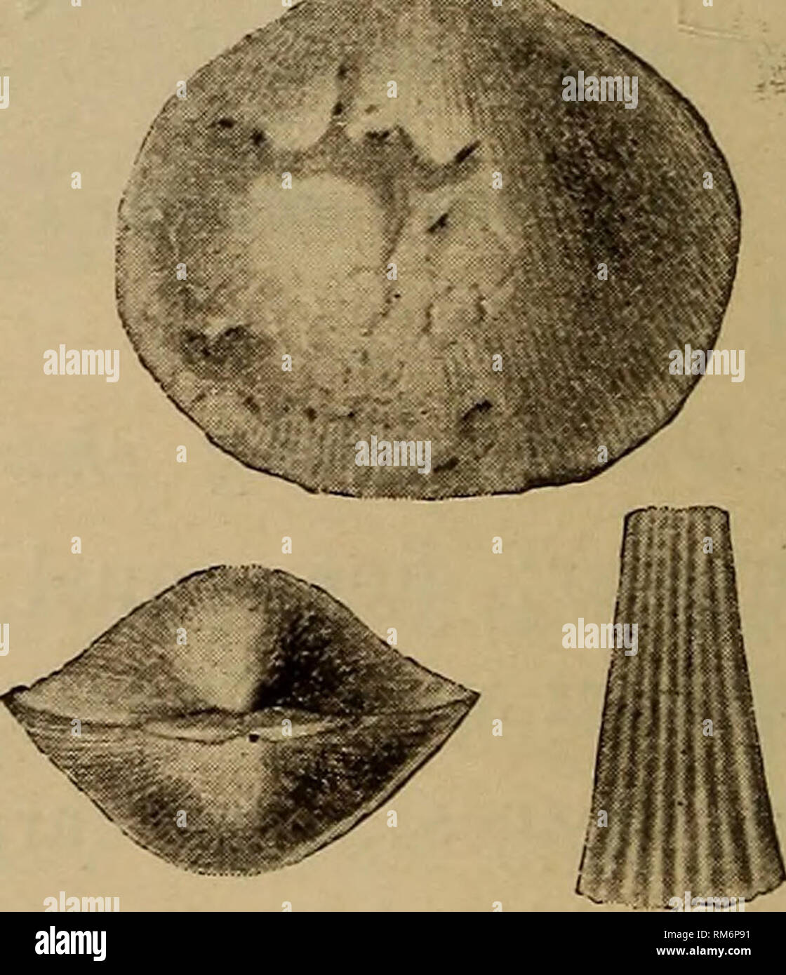 . Annual report of the Regents. New York State Museum; Science. Fig. 94 ...