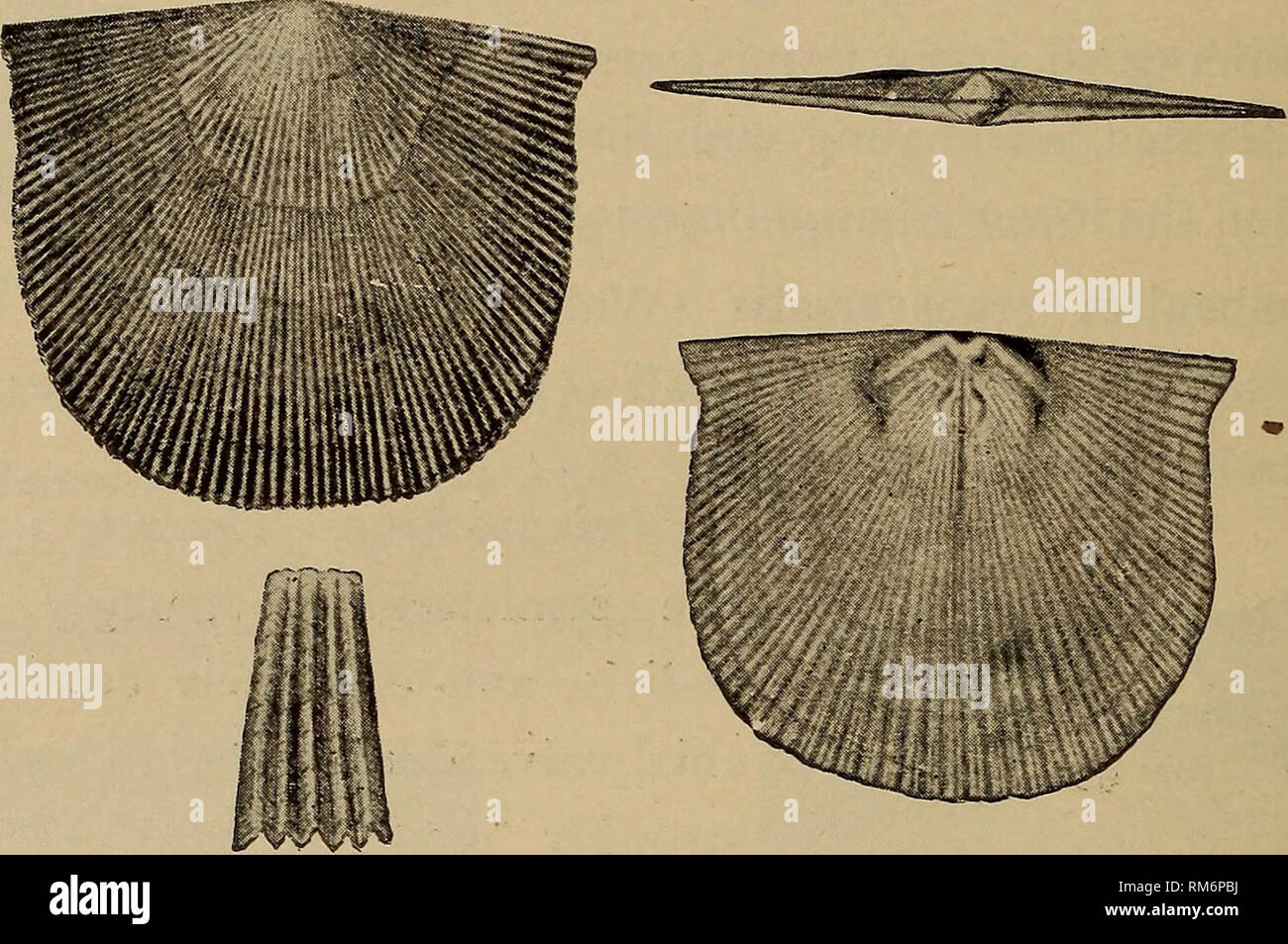 Quadrilobate hi-res stock photography and images - Alamy