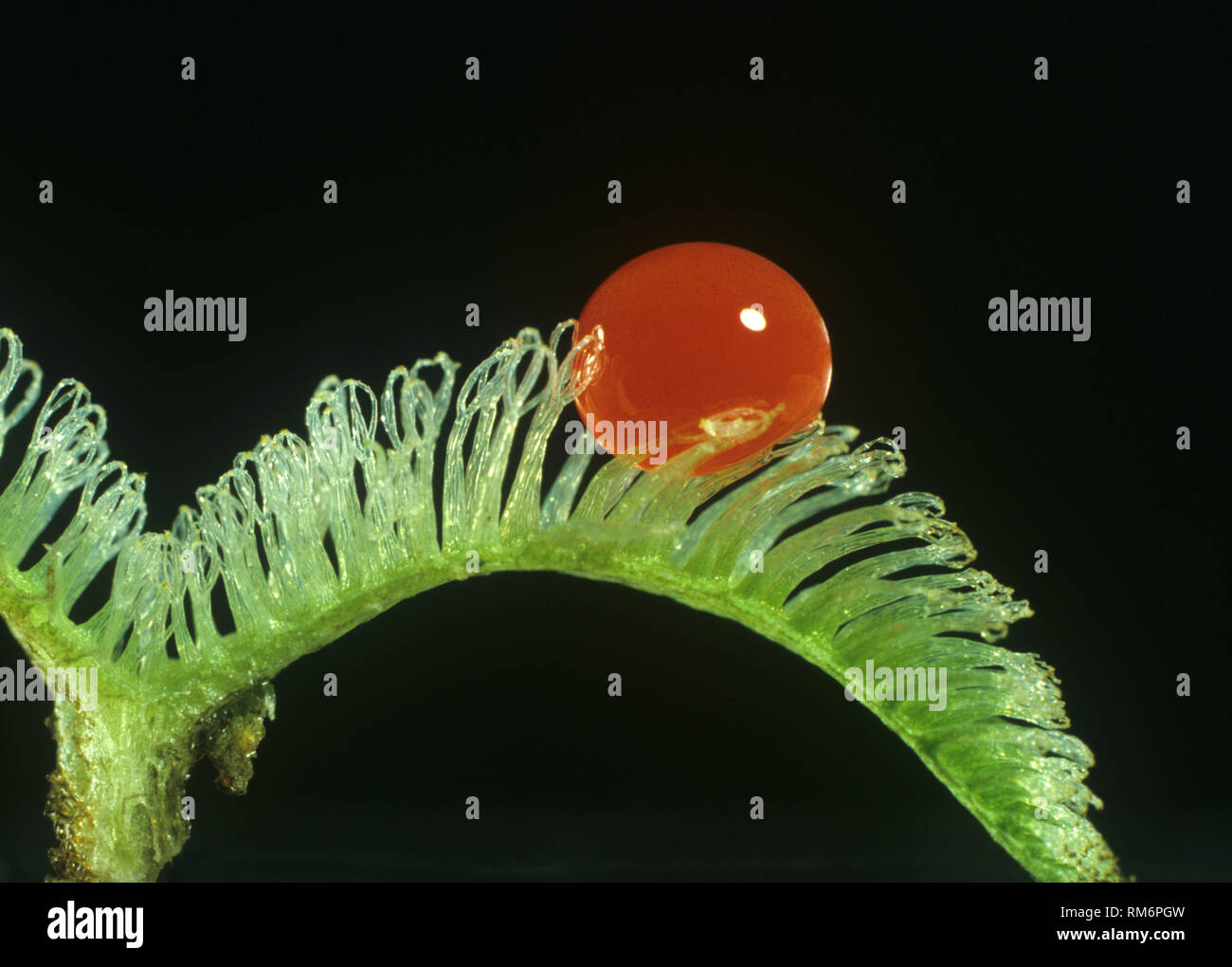 African payal hi-res stock photography and images - Alamy