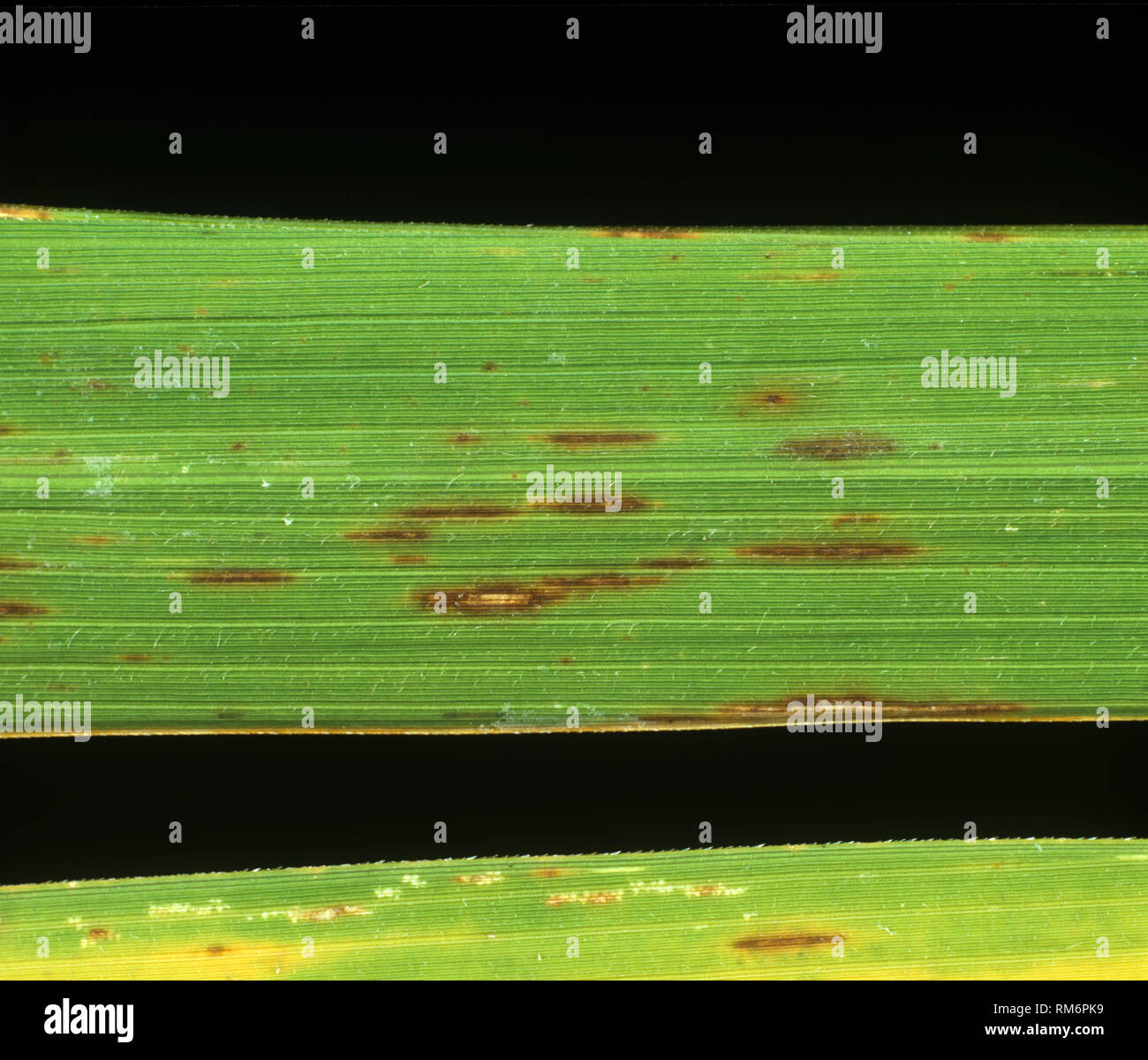 Narrow brown spot, Cercospora oryzae, disease lesions on a rice leaf ...