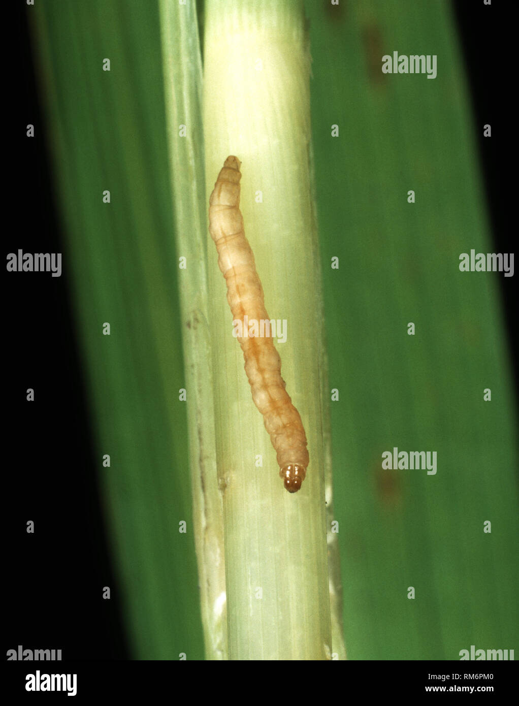 Yellow stem borer, Scirpophaga incertulas, pest moth caterpillar in ...