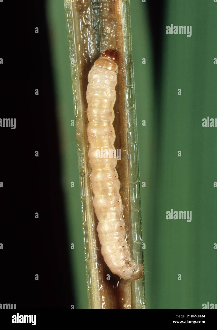Rice stem borer hi-res stock photography and images - Alamy
