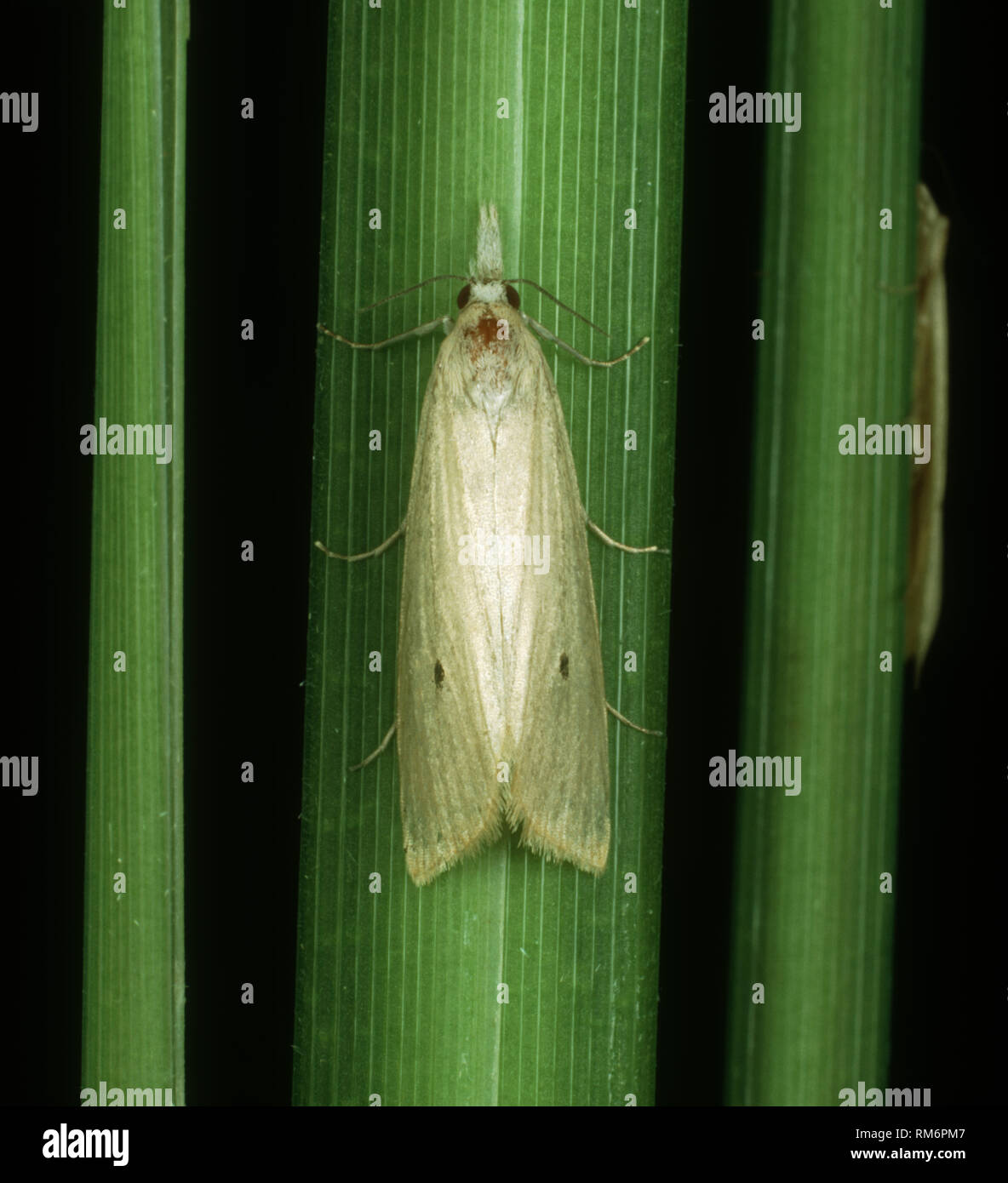 Rice stem borer hi-res stock photography and images - Alamy